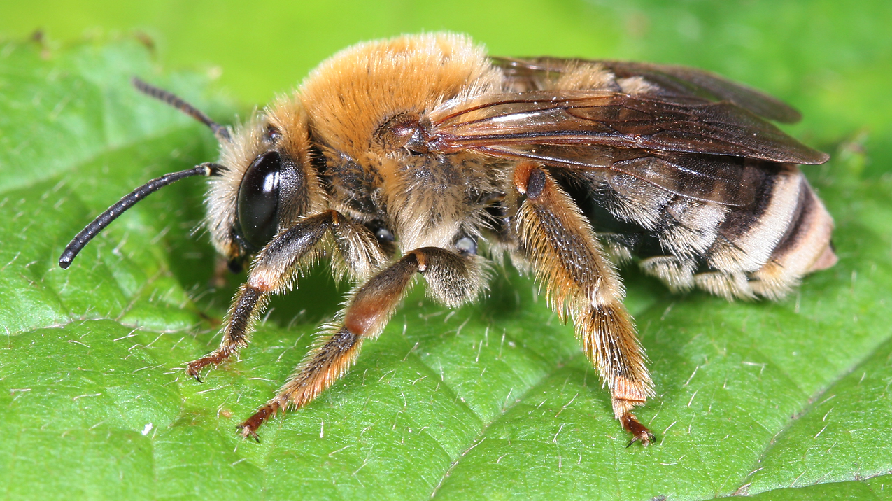 Eucera longicornis | BWARS